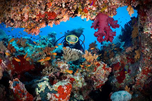 We're going to the Red Sea! | Aloha Dive